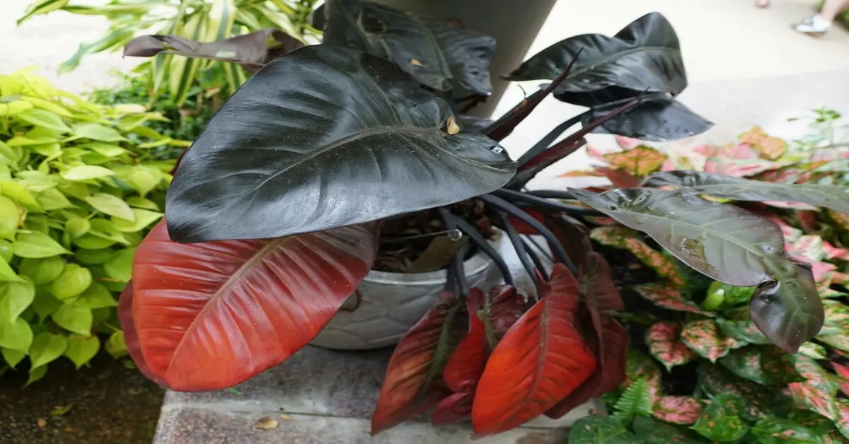 Black Cardinal Philodendron - GIY Plants