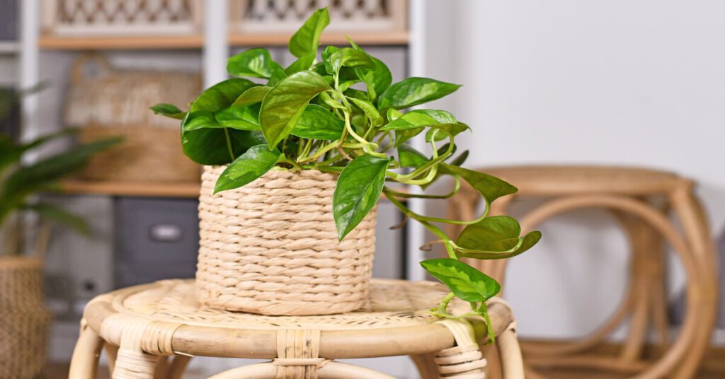 13 Pothos Varieties - GIY Plants