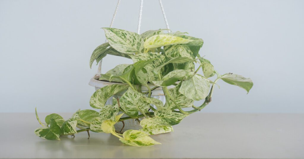 13 Pothos Varieties - GIY Plants