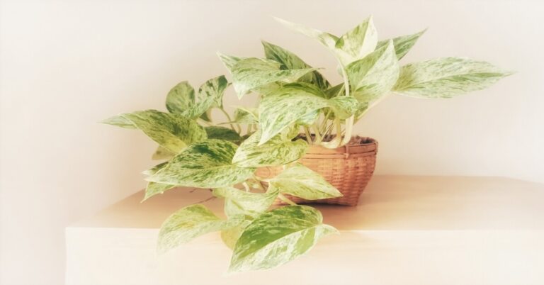 13 Pothos Varieties - GIY Plants