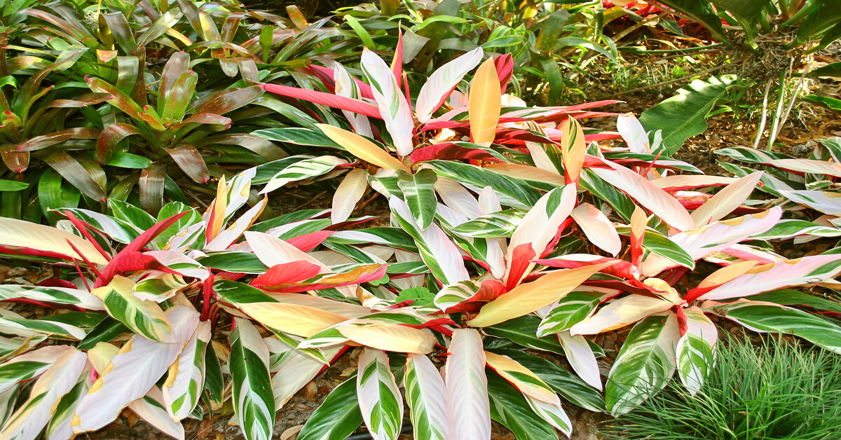 Stromanthe Triostar Care (Stromanthe thalia) - GIY Plants