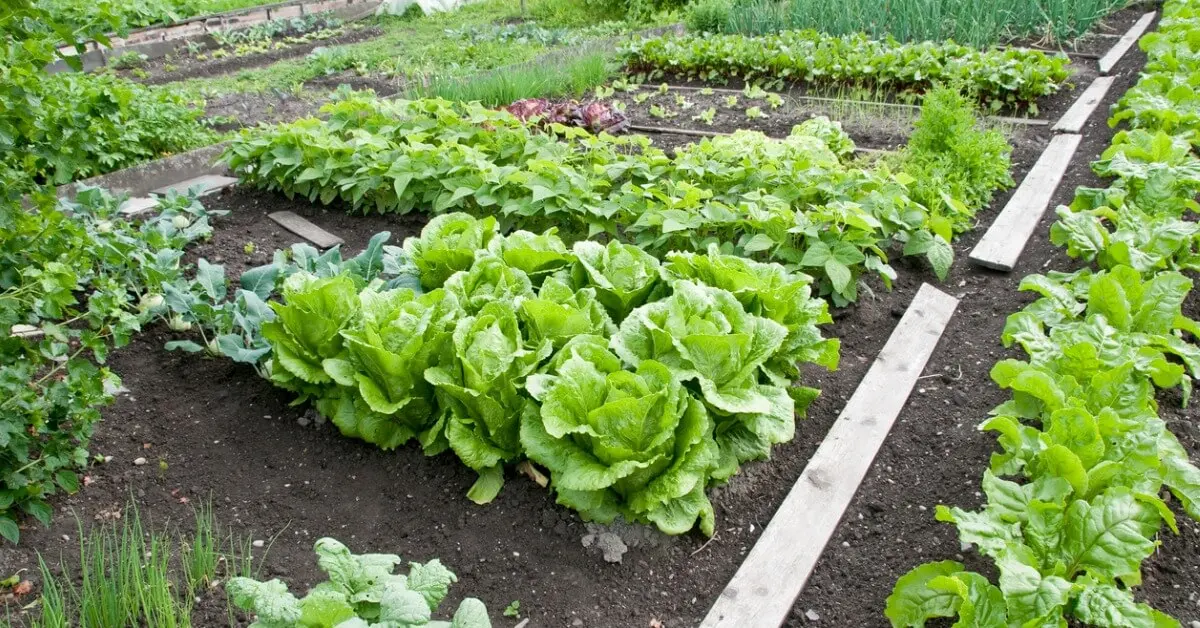 No-Till Gardening Method (Step-by-Step Guide) - GIY Plants