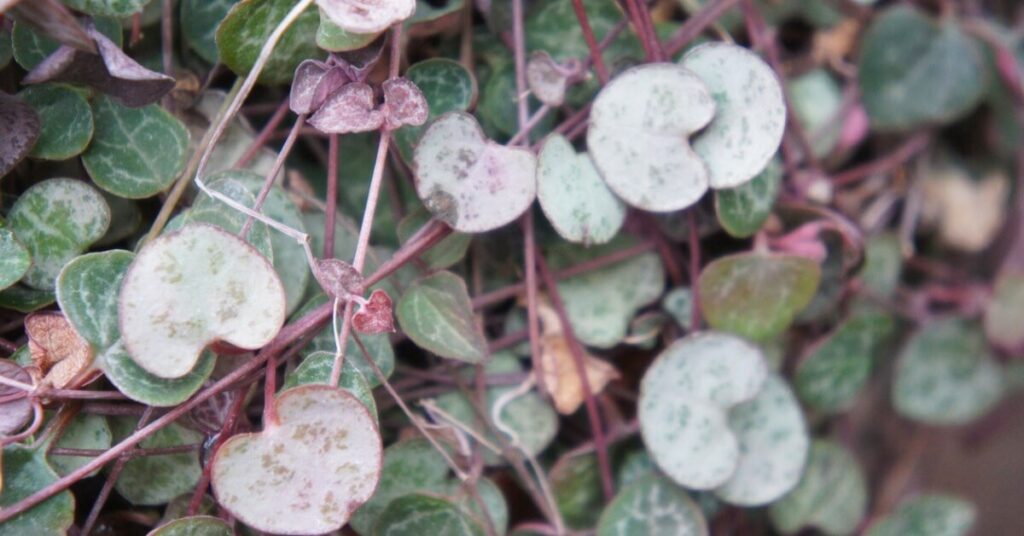 "String of" Plant Varieties - GIY Plants