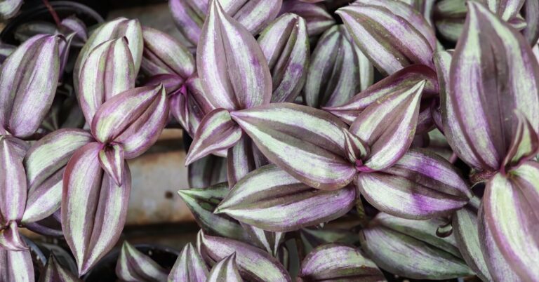 Houseplants with Purple Leaves - GIY Plants