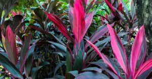 Houseplants with Purple Leaves - GIY Plants