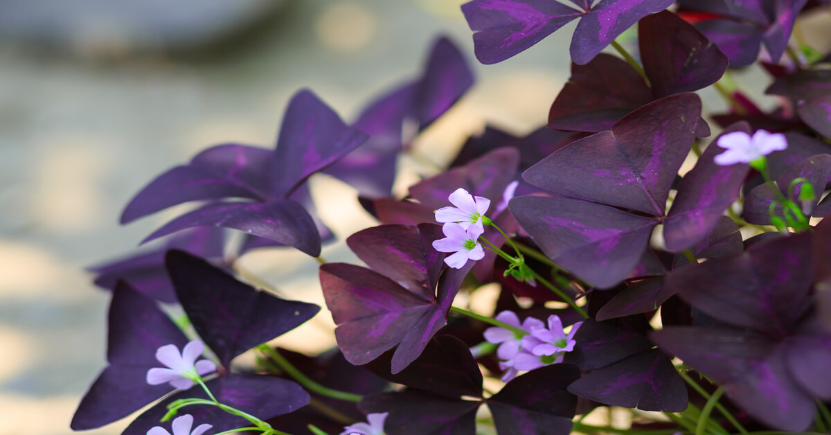 Indoor Houseplants with Purple Leaves - Tips, Tricks & Guide - GIY Plants