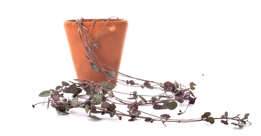 "String of" Plant Varieties - GIY Plants