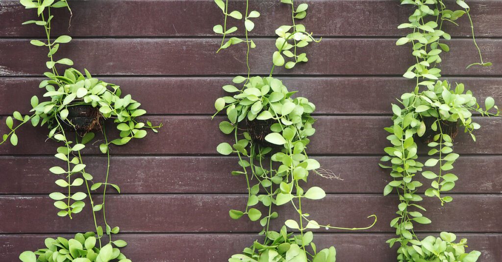 "String of" Plant Varieties - GIY Plants