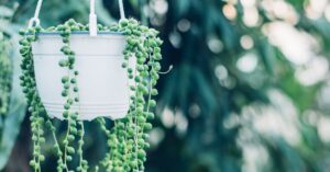 "String of" Plant Varieties - GIY Plants