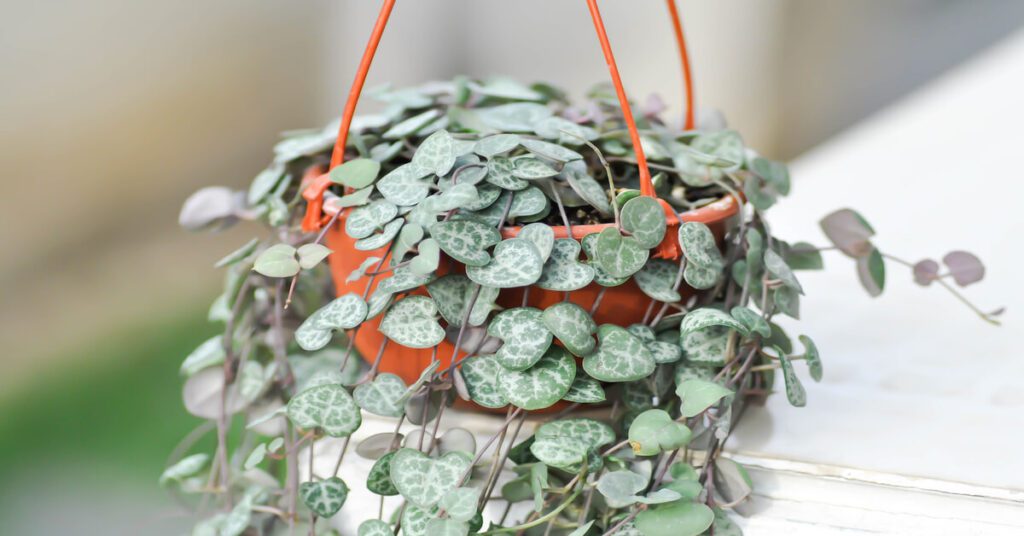 "String of" Plant Varieties - GIY Plants