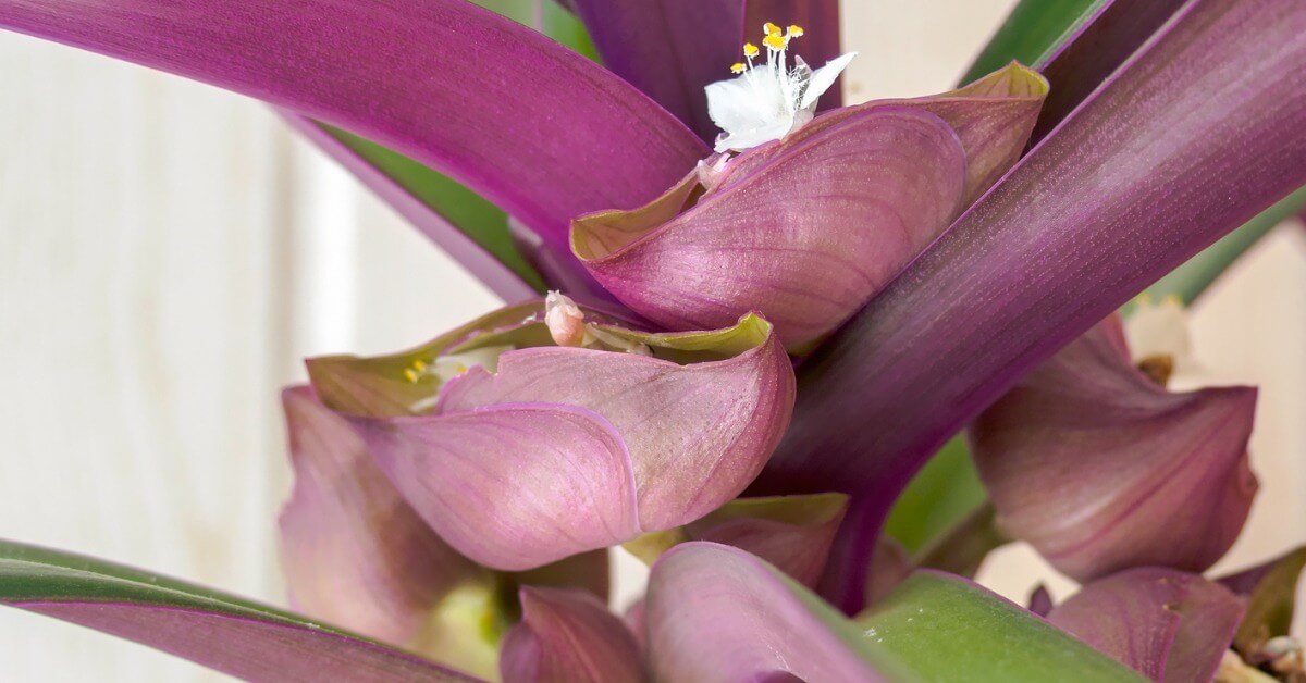 Houseplants with Purple Leaves - GIY Plants