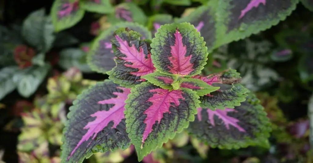 Best Houseplants to Grow from Seed (8 Types) - GIY Plants