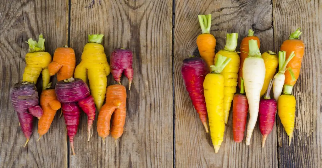 Is Carrot Man-made? (History of the Carrot) - GIY Plants