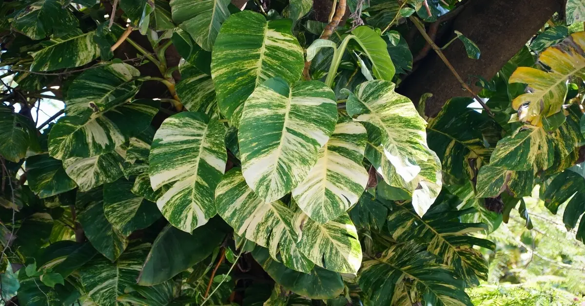 Hawaiian Pothos Care (Epipremnum aureum) - GIY Plants