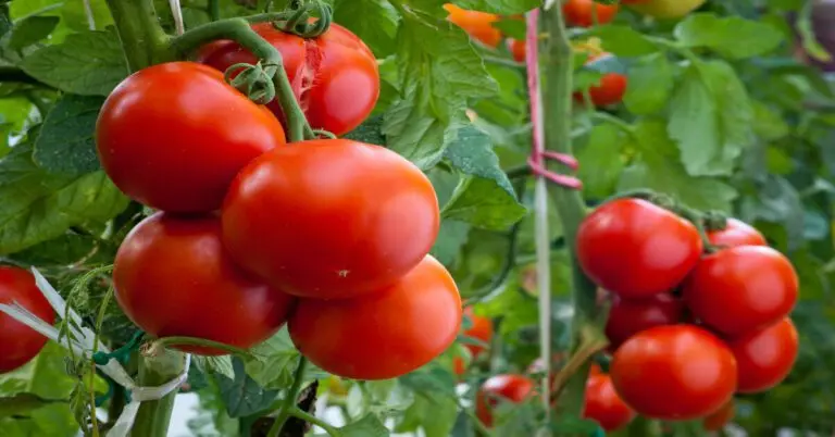 Is the Tomato Man-made? (History of the Tomato) - GIY Plants