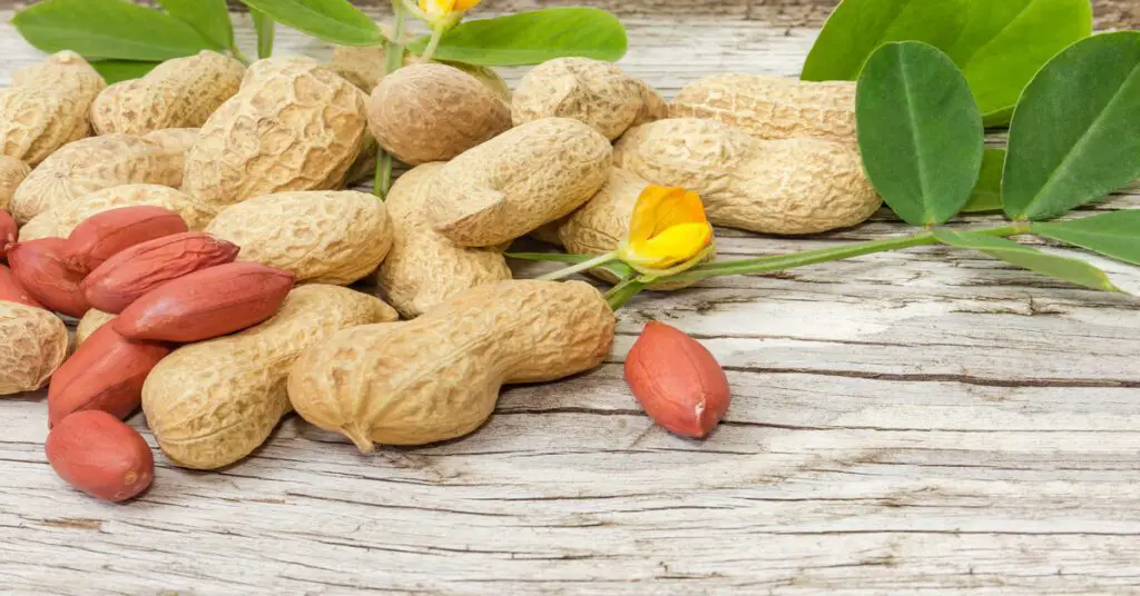 Peanut Plant (Types & How to Grow) - GIY Plants