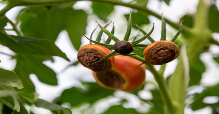 Tomato Rot (How to Cure & Prevent) - GIY Plants