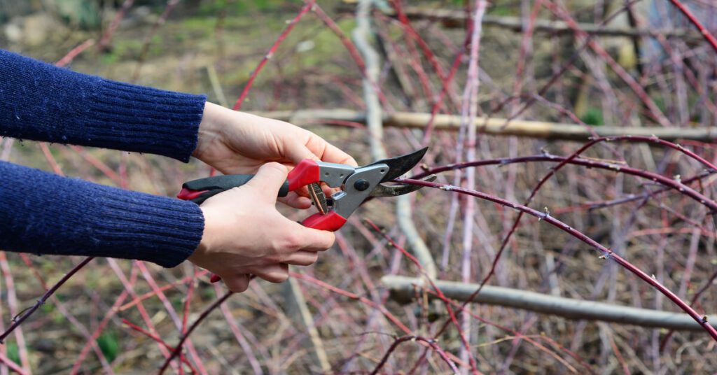 How to Grow Black Raspberries - GIY Plants