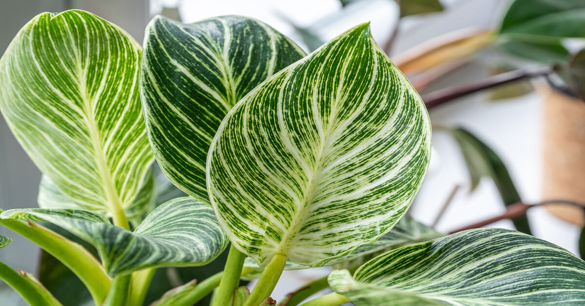 Caring for Philodendron Birkin: Essential Guide – GIY Plants