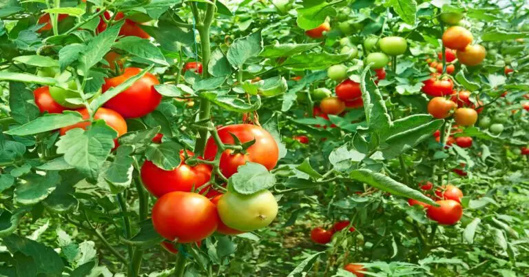 Tiny Tim Tomato (Plant Care Guide) - GIY Plants