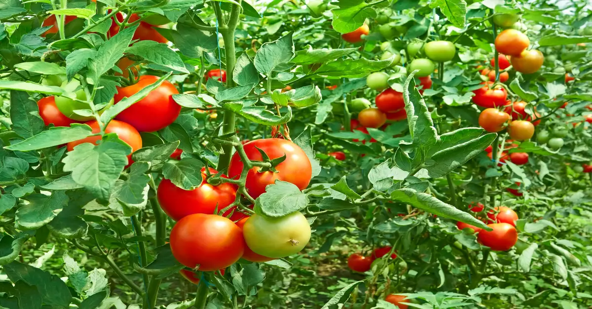 Tomato Plant Care (How to Plant and Grow) - GIY Plants