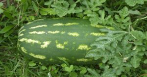5 Orange Watermelon Varieties and Unique Flavors - GIY Plants