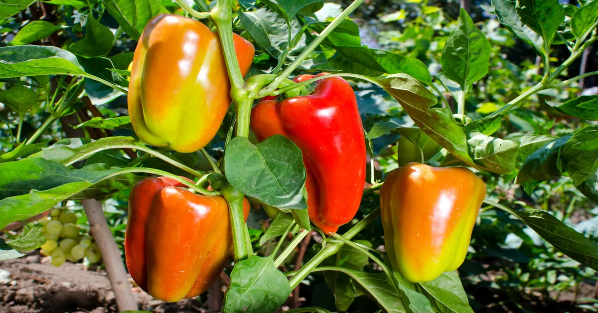 Bell Pepper (How to Plant, Grow & Care for) - GIY Plants