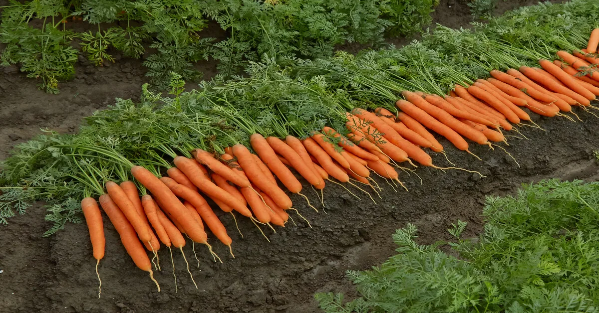 Carrot (How to Plant & Grow Daucus carota) - GIY Plants
