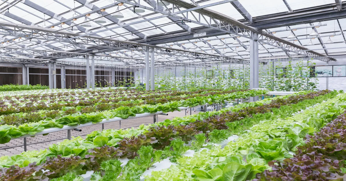 Hydroponics Garden (Complete Guide) - GIY Plants