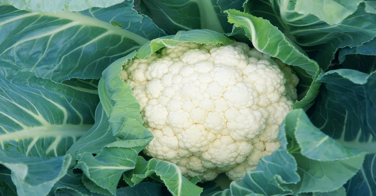 Cauliflower (How to Plant, Grow & Care for) - GIY Plants