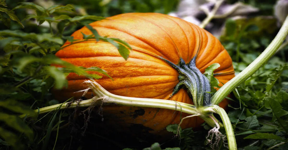 Pumpkin (How to Plant, Grow & Harvest) - GIY Plants