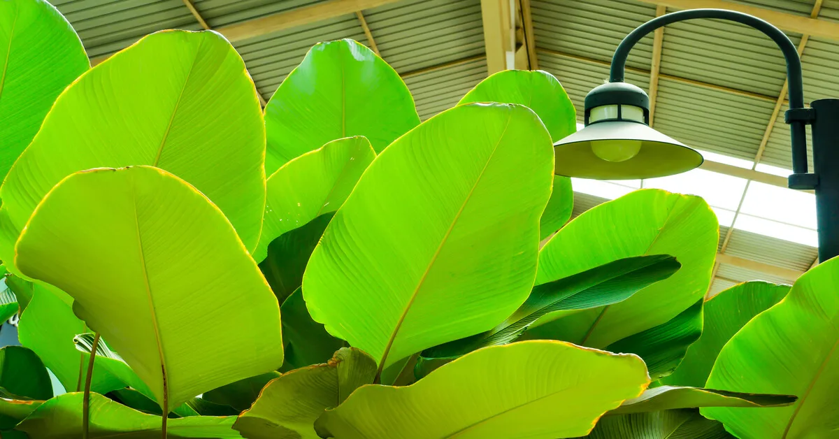 Calathea Lutea: Comprehensive Care Guide – GIY Plants