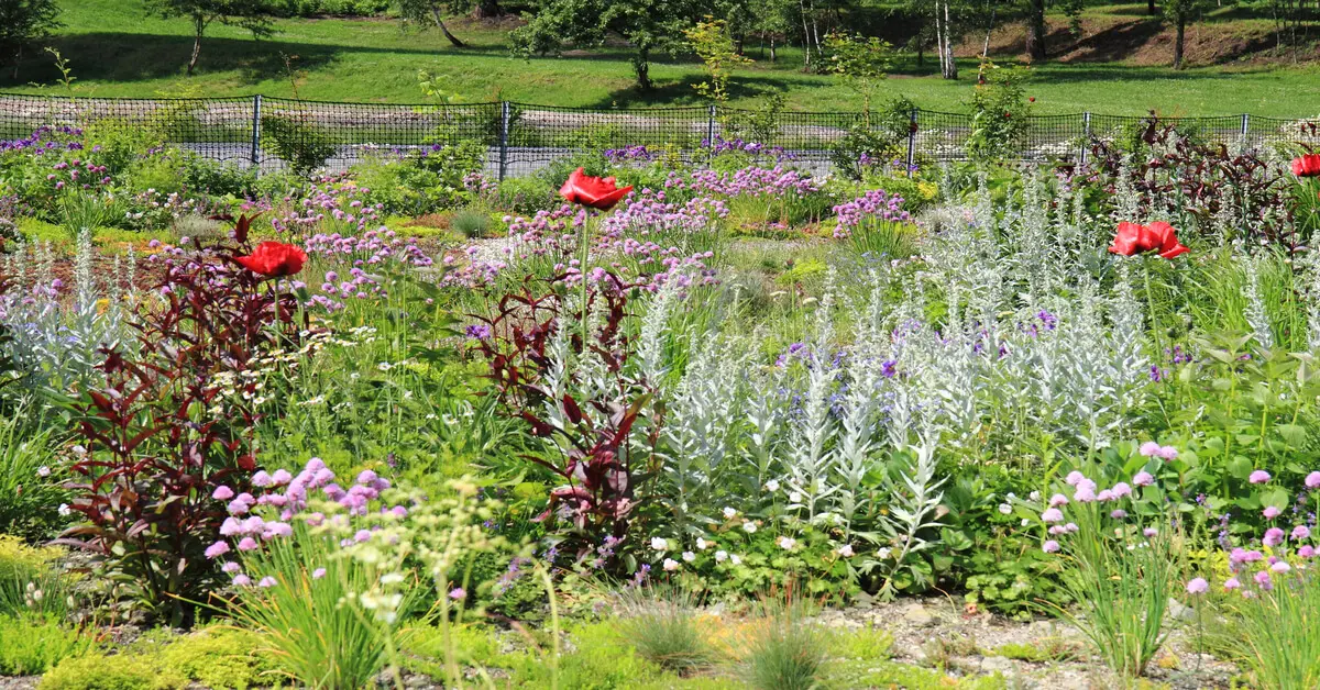 Chaos Gardening (How to Plant a Chaos Garden) - GIY Plants