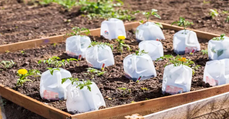 Milk Jug Gardening (Winter Sowing in Milk Jug Greenhouses)