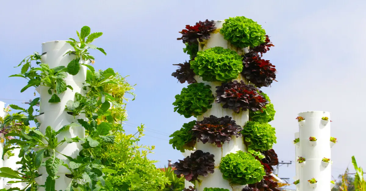 Best Plants For Tower Garden - GIY Plants