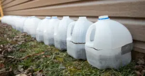 Milk Jug Gardening (Winter Sowing in Milk Jug Greenhouses)