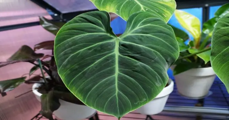 Philodendron El Choco Red (Rubrijuvenile): Care Guide – GIY Plants