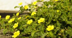 How to Get Rid of Goat Head Weeds - GIY Plants