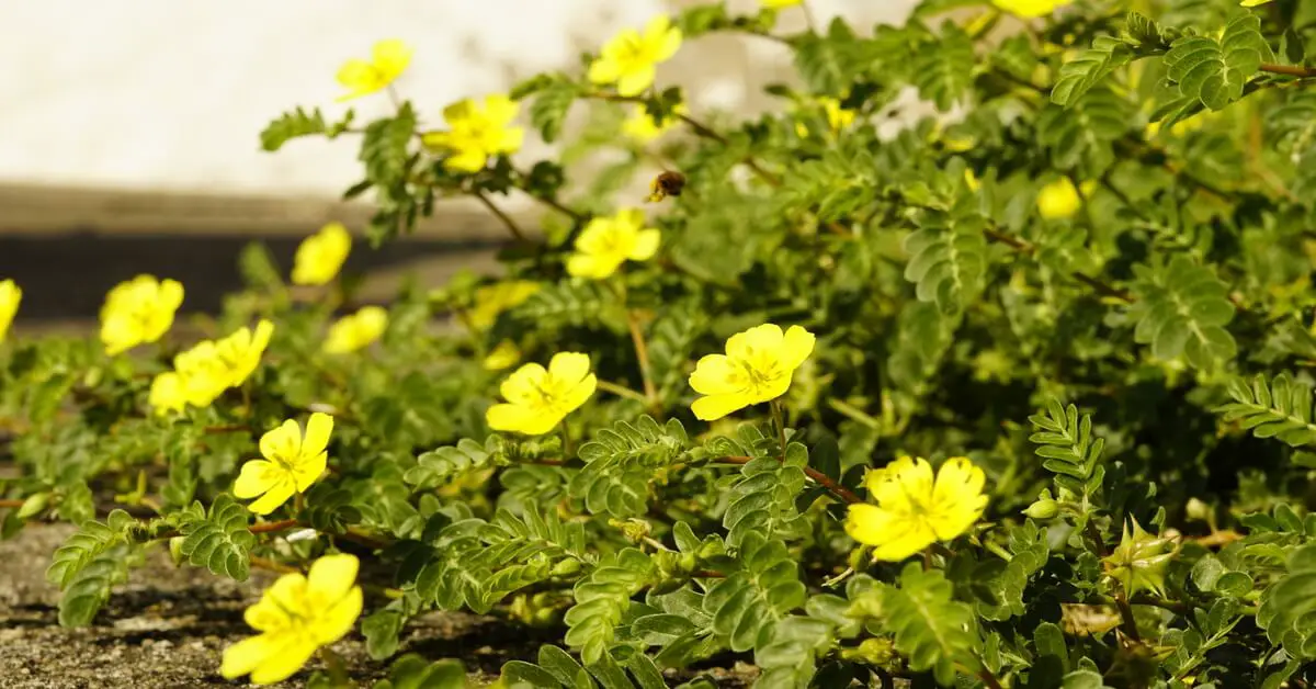 How to Get Rid of Goat Head Weeds - GIY Plants