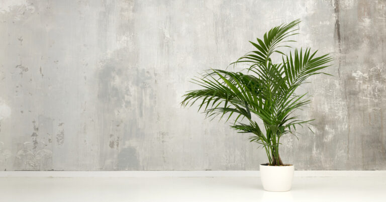 Kentia Palm Tree (Howea forsteriana): Care Guide – GIY Plants