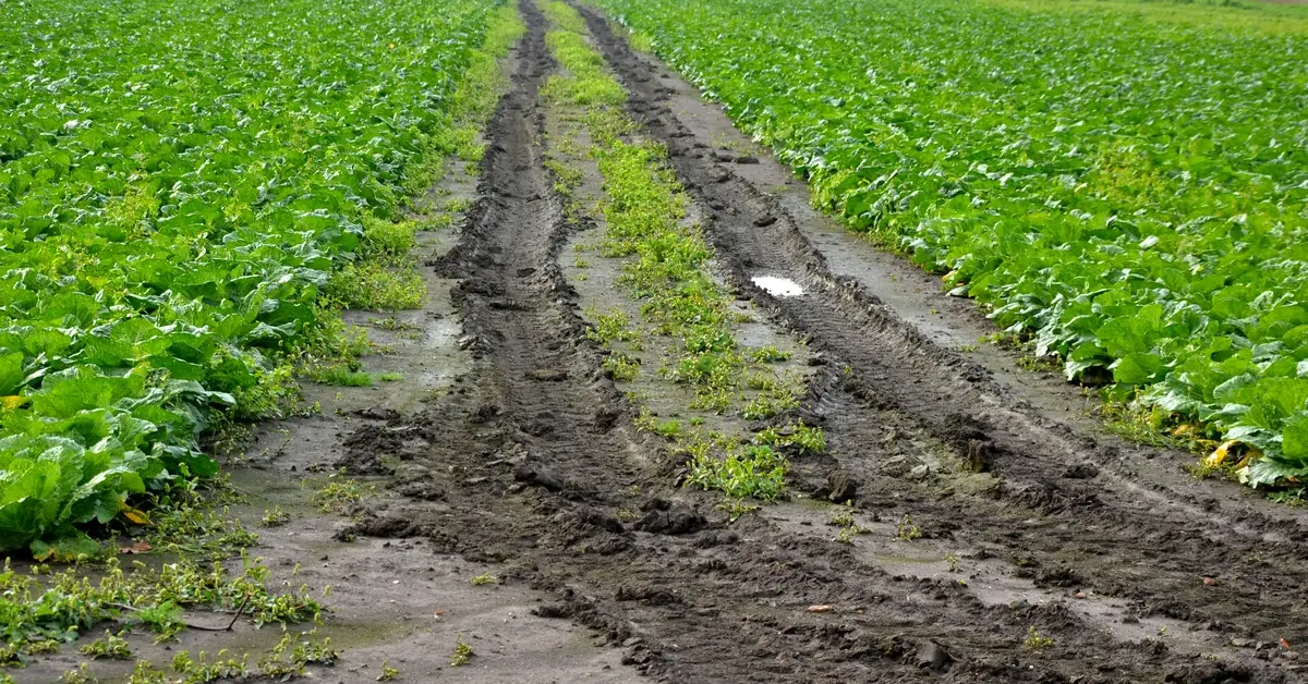 Preventing Soil Compaction - GIY Plants