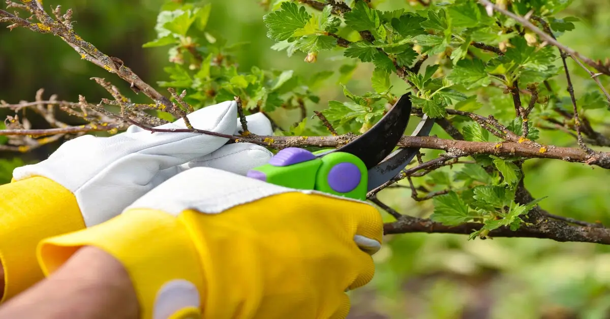 Master the Art of Pruning Trees and Shrubs - GIY Plants
