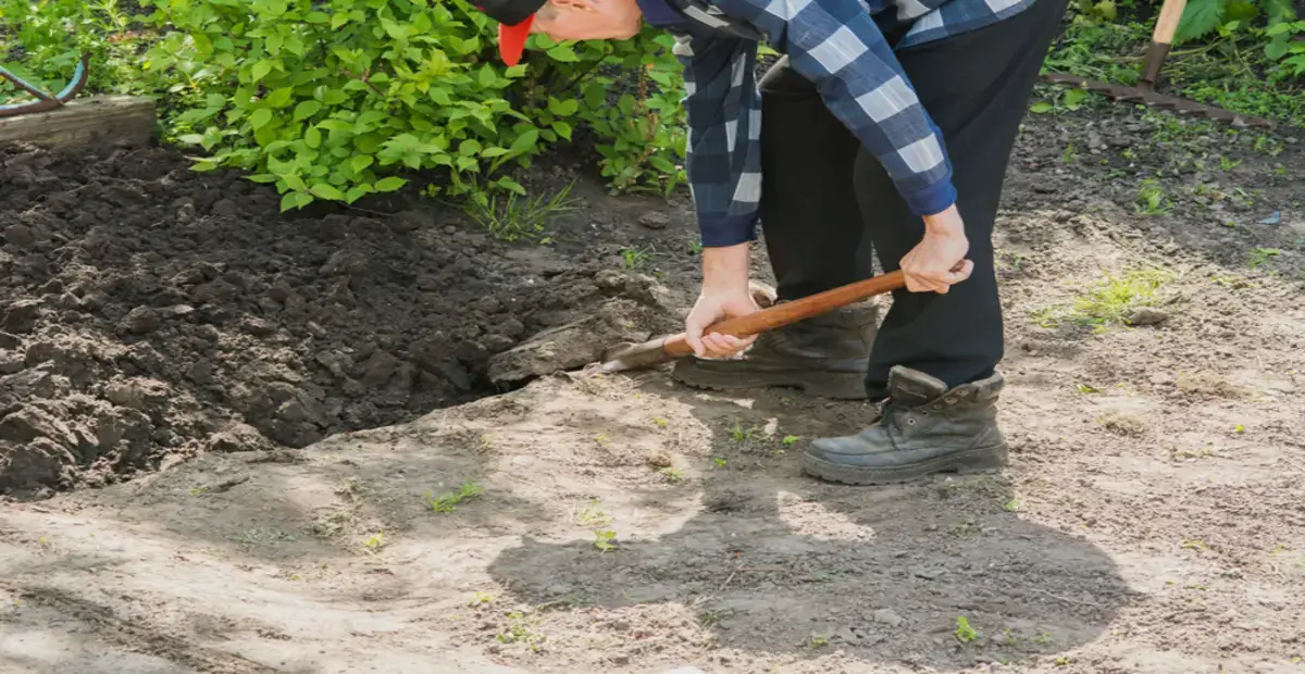 Double Digging in Gardening: Improve Soil Structure for Robust Plant Growth